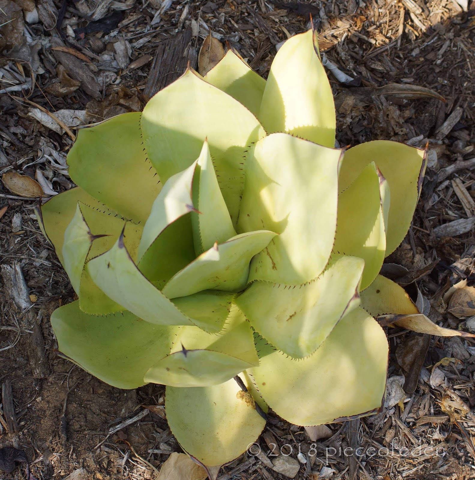 All The Agaves 2018 Edition