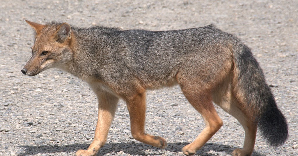 Yamana natives "Fuegian Dog" - Tierra del Fuego (update) | Patagonian ...