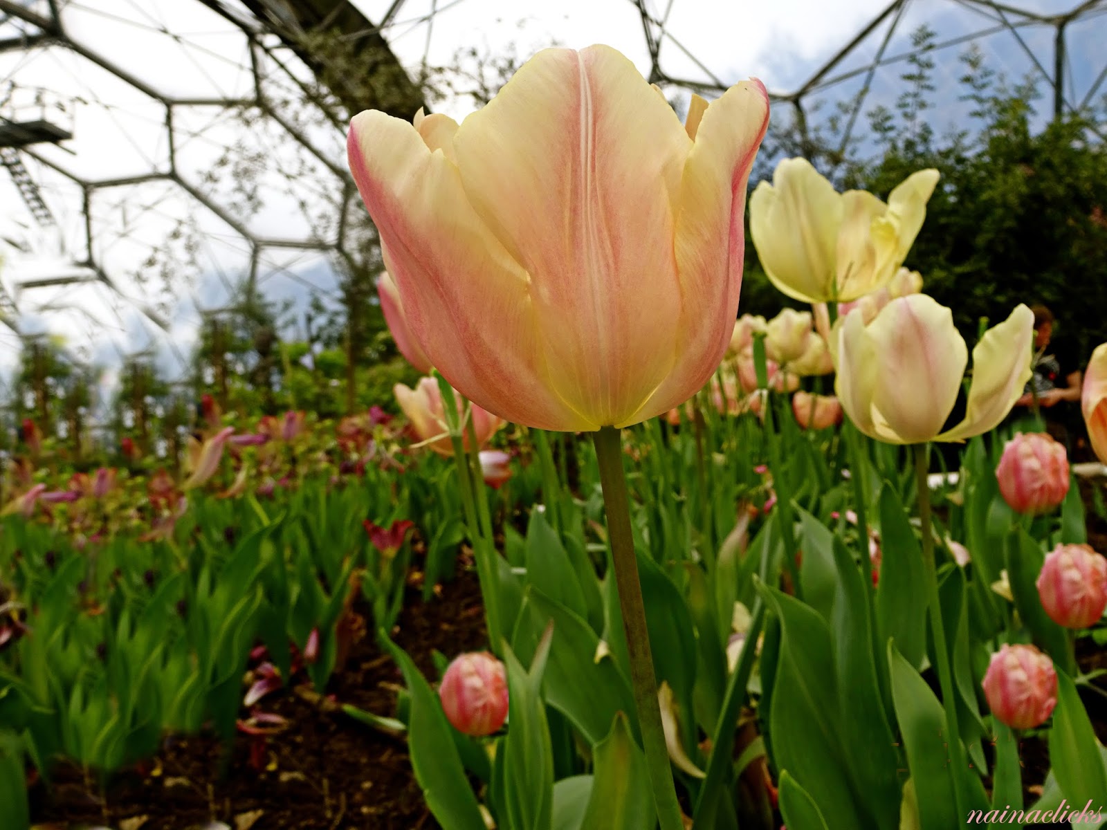 My Random Clicks: The Eden Project, Encounter with NATURE!!!!