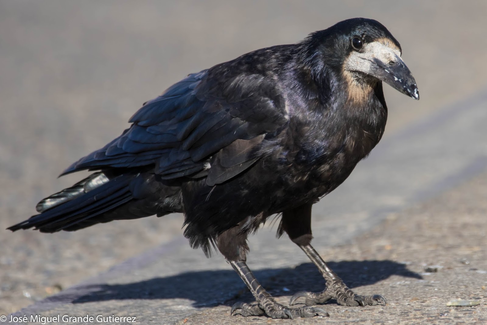 AVECEDARIO2016-UN MUNDO MARAVILLOSO: Graja (Corvus frugilegus)-Rook ...