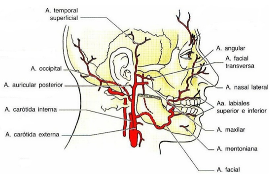Blog de anatomía radiológica humana- UNAD- Grupo (36)-2018: CARA Y CRÁNEO