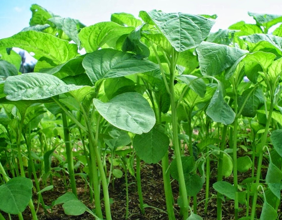 Khasiat Dan Manfaat Sayur Bayam Bagi Kesehatan - Seputar Ilmu Pertanian