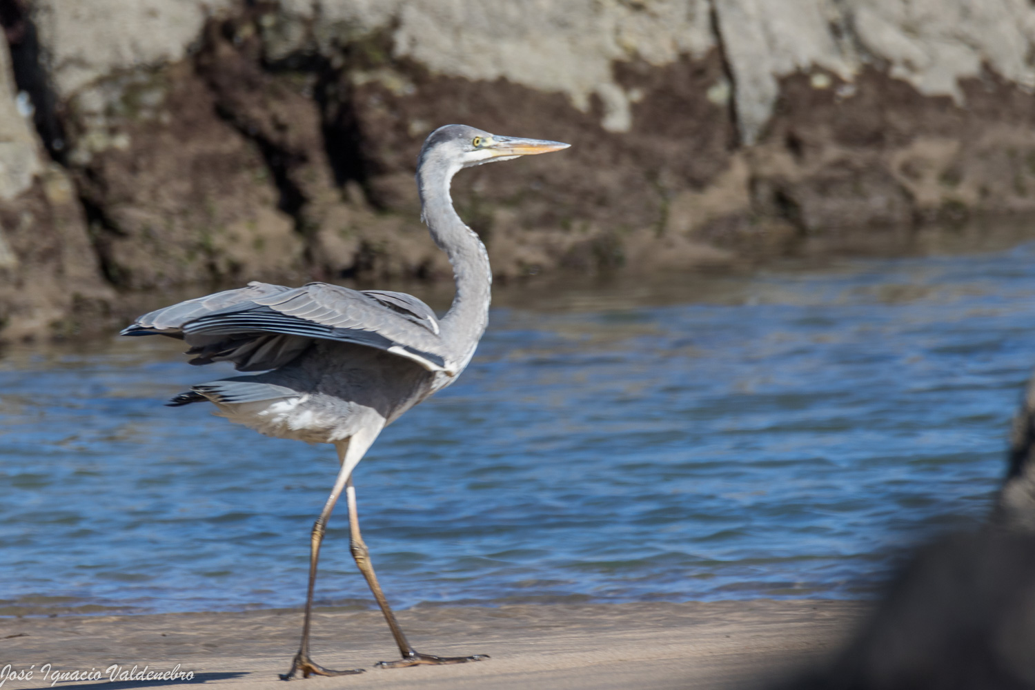 DocNatureBlog: La majestuosa dama gris. Garza real (Ardea cinérea). Garcia.