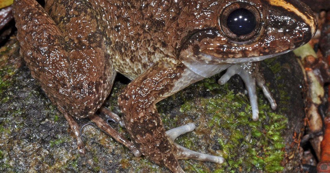 Species New to Science: [Herpetology • 2017] Limnonectes kong • A New ...