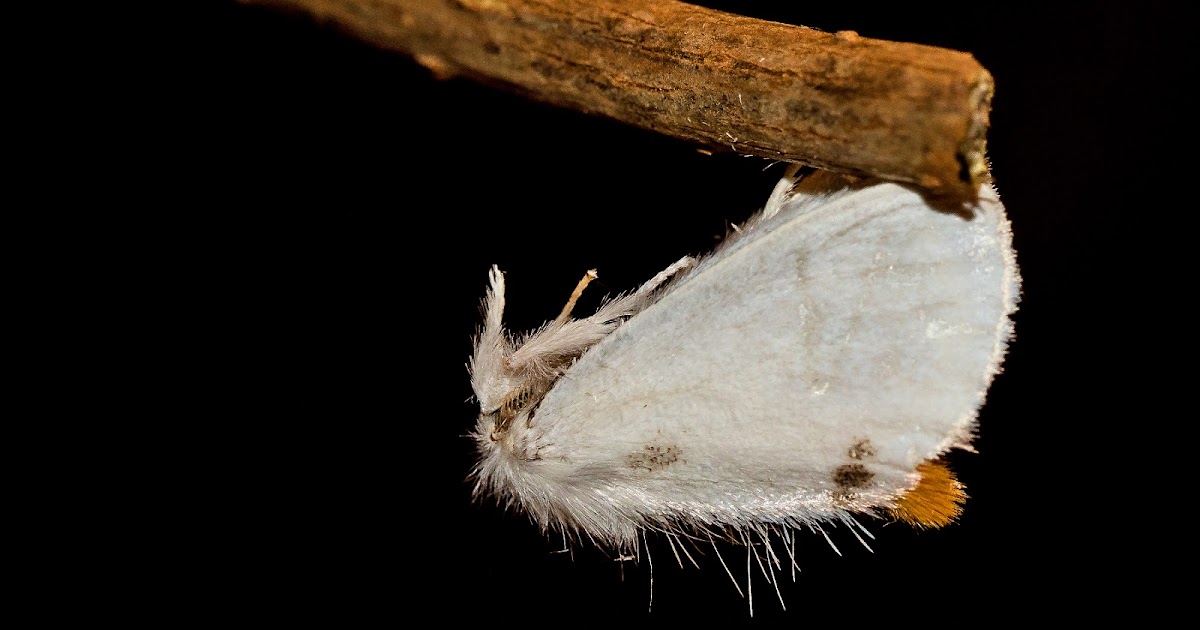 Butterflies, Dragonflies, Moths & other Insects: Yellow-tailed Moth