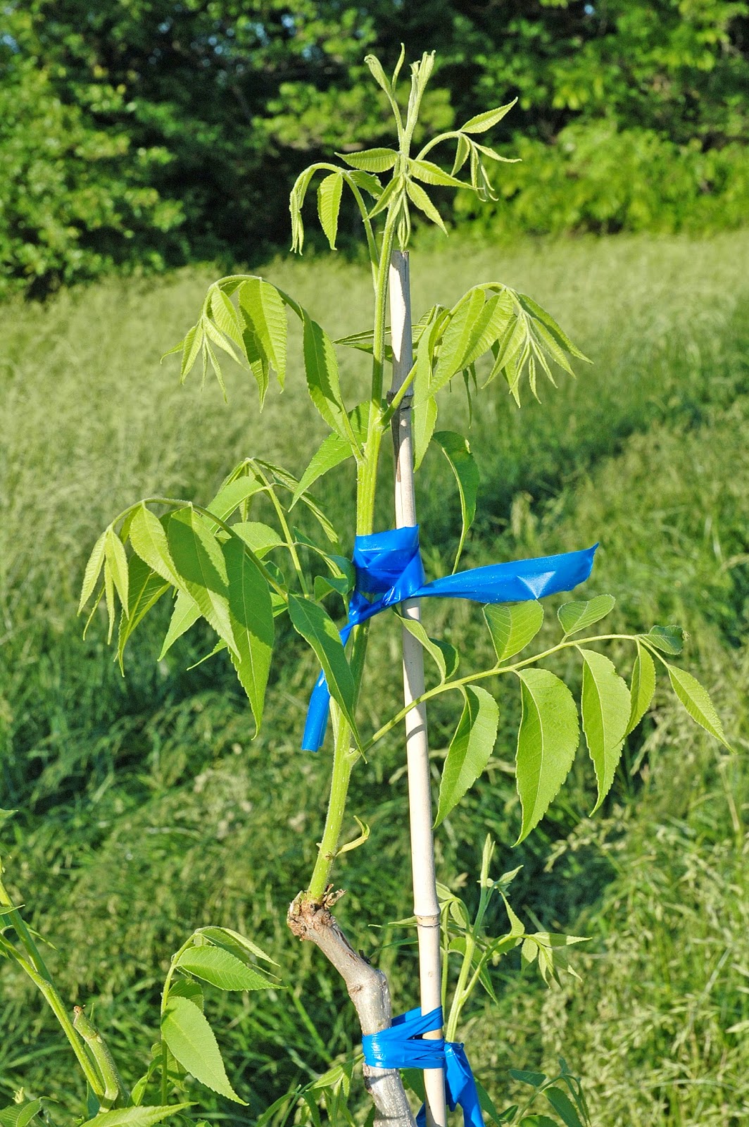 Northern Pecans: Directive pruning young pecan trees