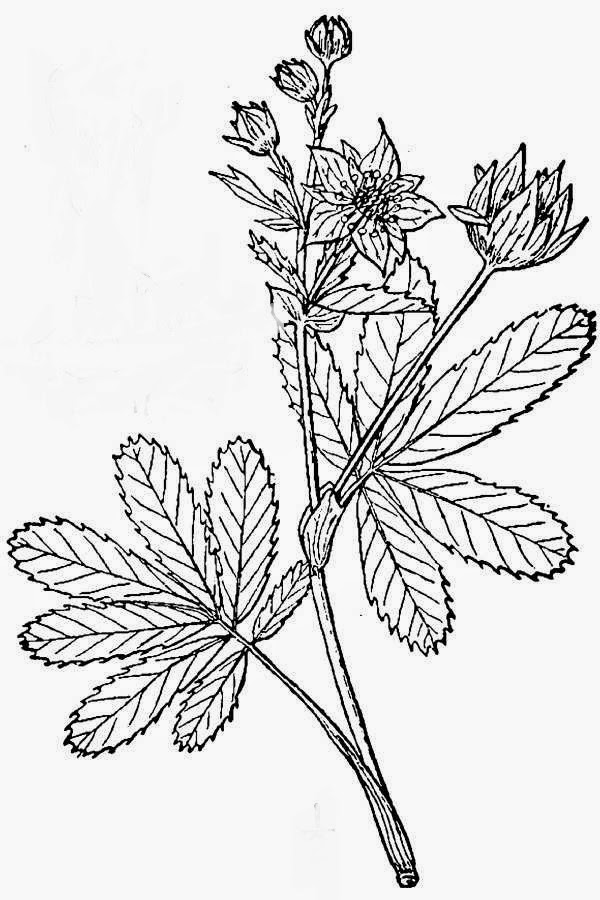 Future Plants by Randy Stewart: Potentilla