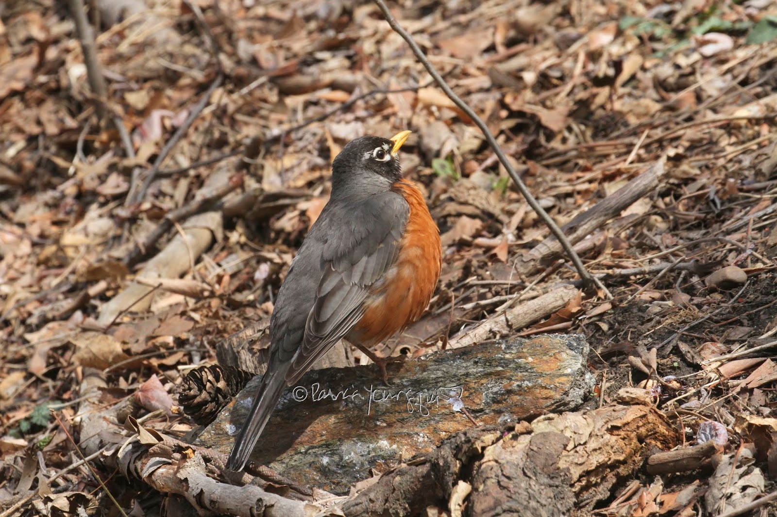 The Last Leaf Gardener: Significance of a Robin's Red Breast