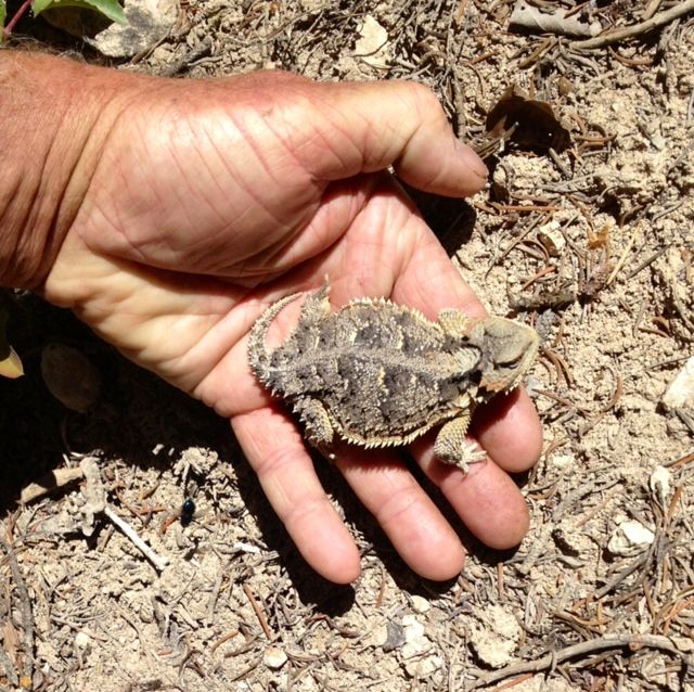 Escalante & Boulder UTAH - Chamber of Commerce: Horny Toad and ...