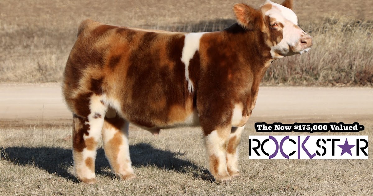 Executive Sires, Inc.: Rockstar - Ohio Sensation - Breeders Loving this ...