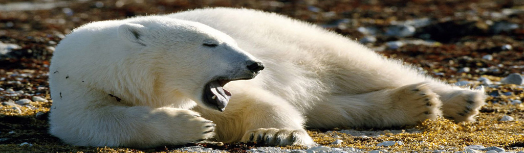 FREE WEB HEADERS: ANIMALS HD WEB HEADER COLLECTION