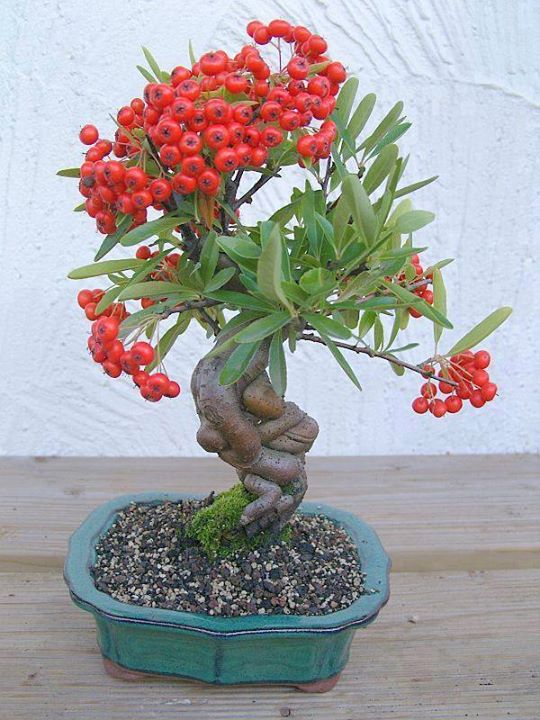 Tanaman Bonsai Buah ~ Kumpulan Gambar Lucu dan Unik