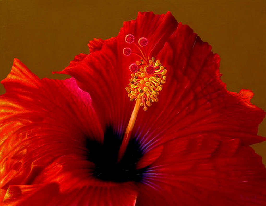 El arte es su máxima expresión : Cuadros flores grandes modernas oleo