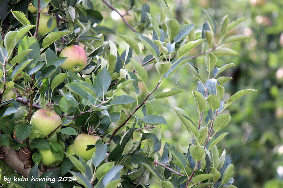 kebo homing - der Südtiroler Food- und Lifestyleblog : Der Blick... auf ...