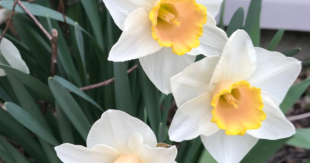 Poetry Month: Spring Promise 11 of 30