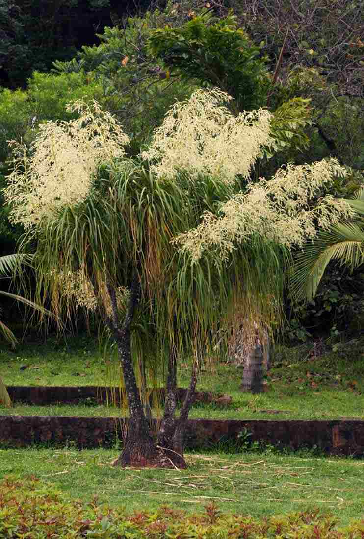 PlantWerkz: Ponytail Palm - Beaucarnea Recurvata