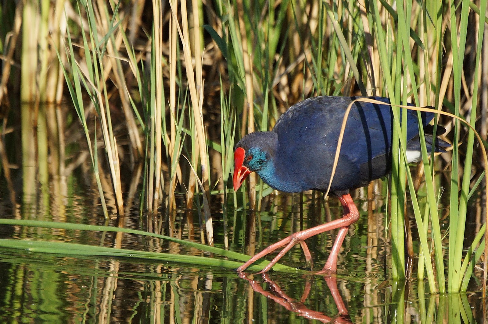 Pasión por las aves: Calamón común.(Porphyrio porphyrio)