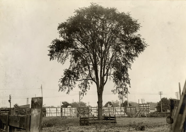 Tracey-anne's Blog: The Trysting Tree ~ Folklore