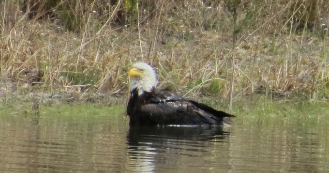 Simply Living: Bath time for eagles
