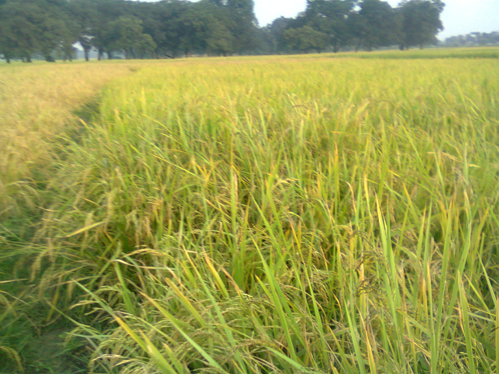 Shahpur Patti | Shahpur | Shahpur Village: Image