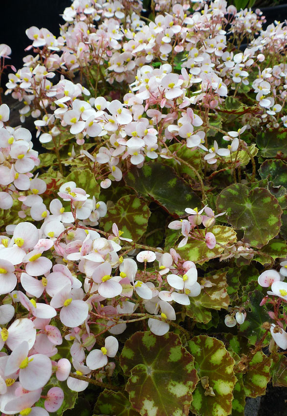 Всё о бегониях и не только...: Begonia bowerae 'Leprechaun'