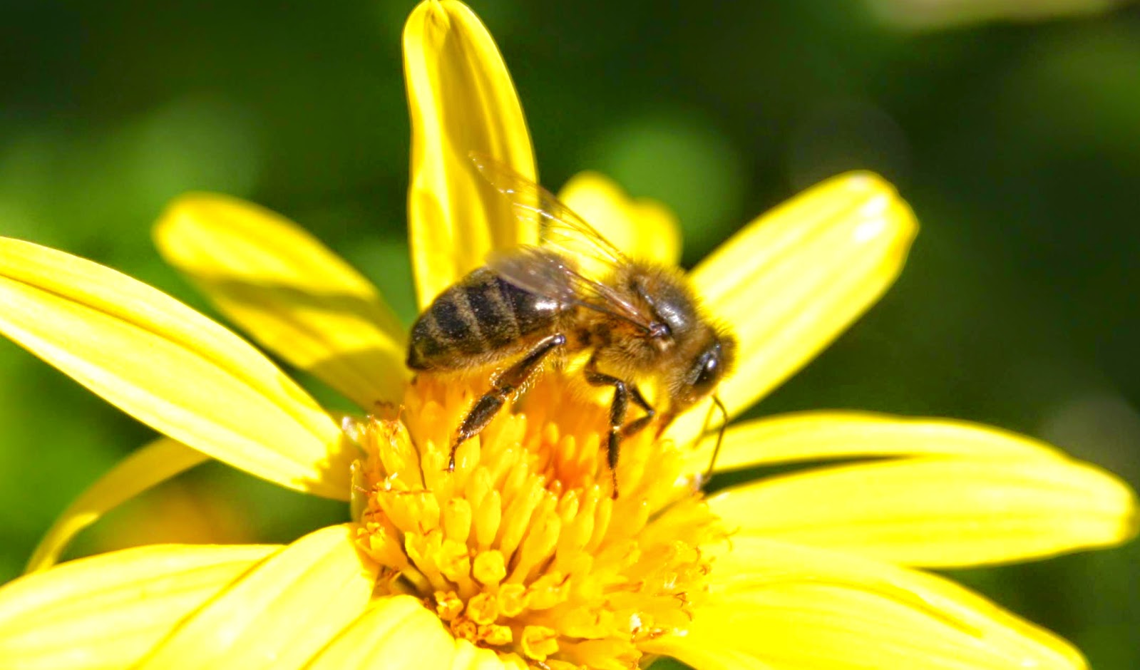 les souvenirs de ma vie : Vivre comme une abeille