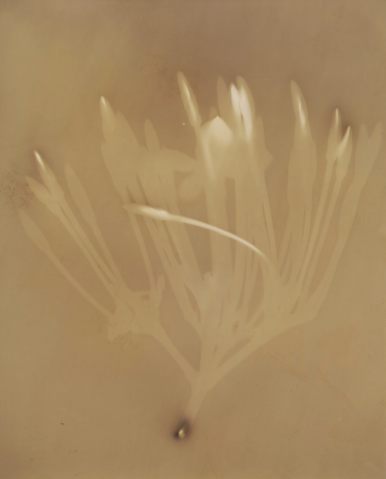 Photographic Experiences: Selenium Toned Lumen Prints