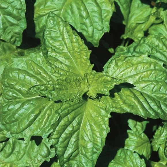 Backyard Patch Herbal Blog: Herb of the Week - Pesto Basil