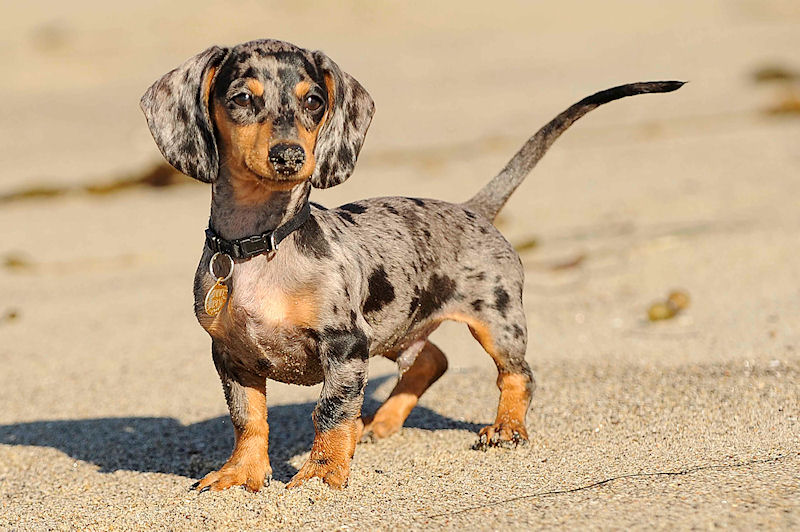 The Long and Short of it All: A Dachshund Dog News Magazine: Leaping ...