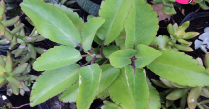 VARIEDADES DE MUJERES: HOJA DEL AIRE "REMEDIO NATURAL PARA LA GARGANTA"