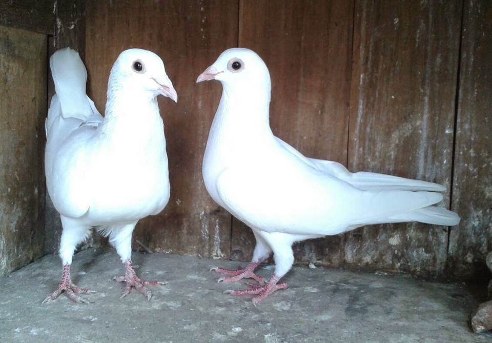 White Pigeon Photo Collection