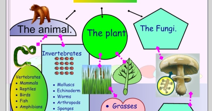 We love learning!!!.: Natural Science . Mind map of kingdoms and ...