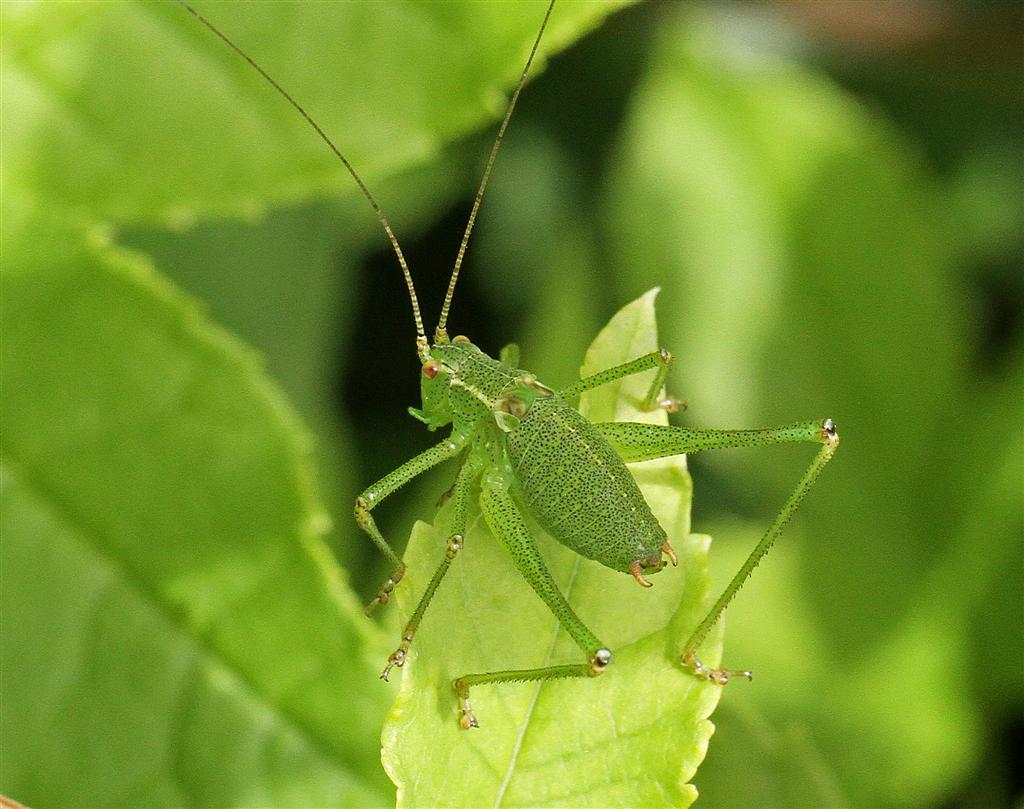 Orthoptera in Britain and Europe (Michael Foley): Speckled Bush-cricket ...