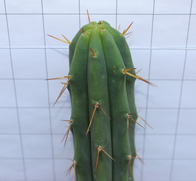 San Pedro Cactuses: Trichocereus bridgesii