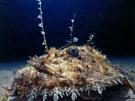 Info-Junction Blog: American Goosefish