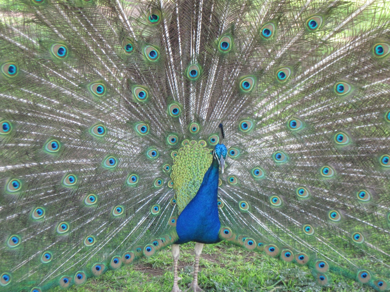 The Soul of a Lion: Africa Normal