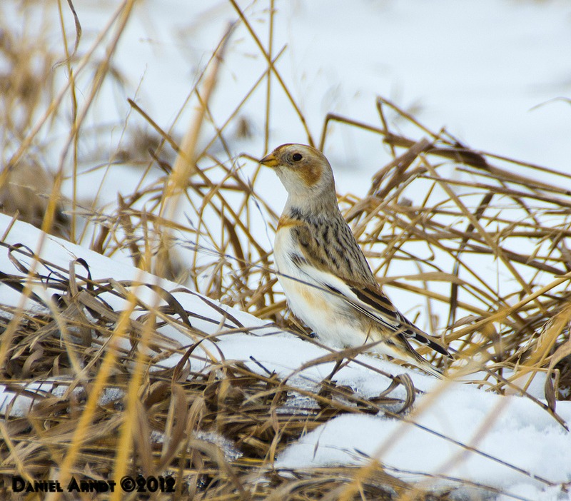 Birding Is Fun!: The Birds of November