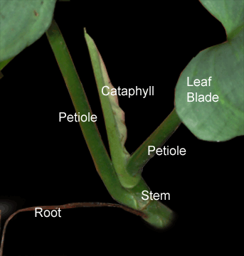 PLANT FAMILIES OF PUERTO RICO AND FLORIDA PAPO VIVES: ARACEAE PART II ...