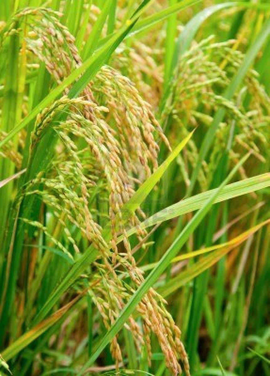 February 2013 - ARUNACHALA LAND