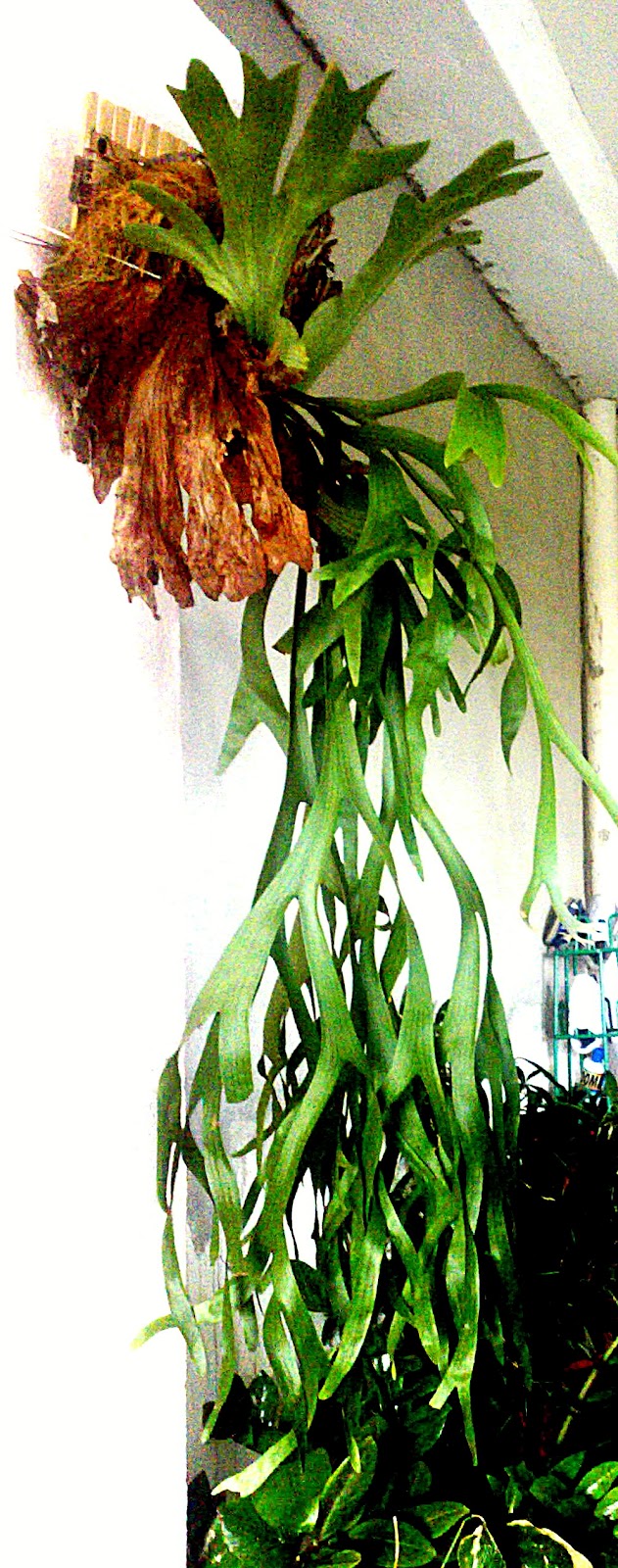 FAMILY JANNATI: POKOK TANDUK RUSA