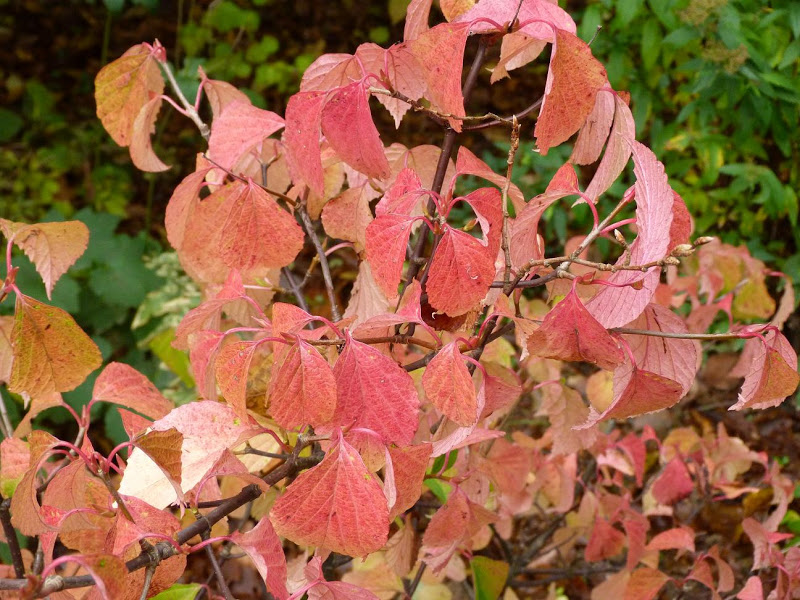 Les Pins Noirs: Acer Hersii, Cornus kousa "Great Star" ou Viburnum "Huron"