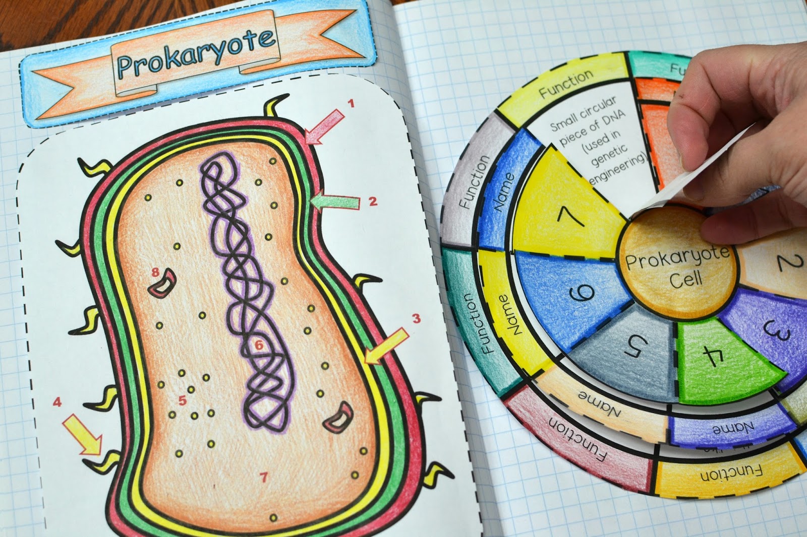 Math in Demand: Prokaryote Cell Wheel Foldable