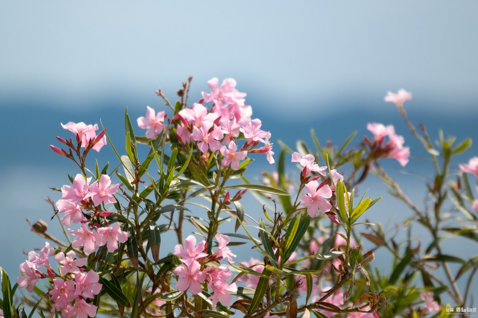 My Vision: Chorwackie kwiaty / Croatian flowers