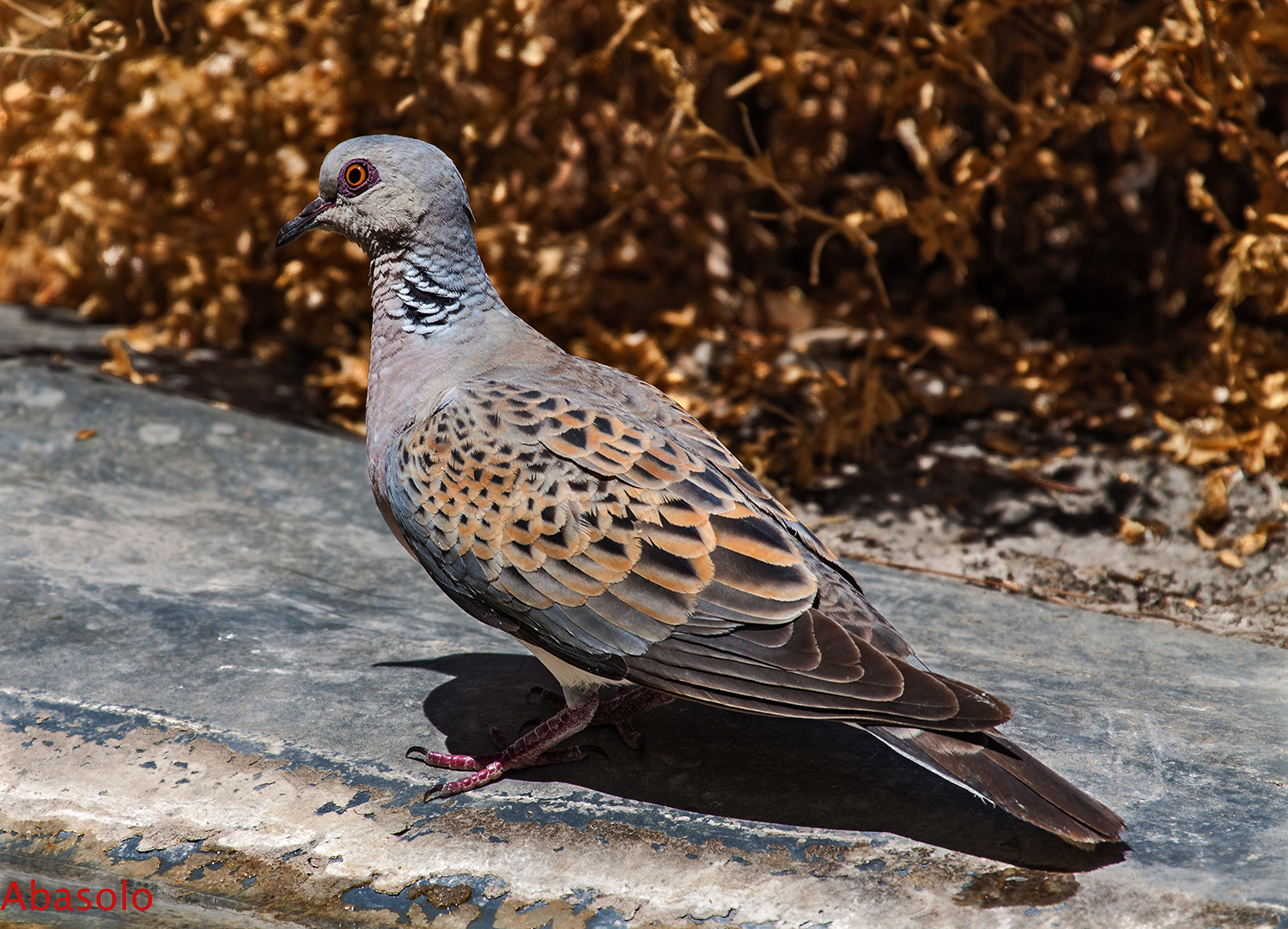 FOTOGRAFÍAS DE NATURALEZA: Tórtola europea (Streptopelia turtur)