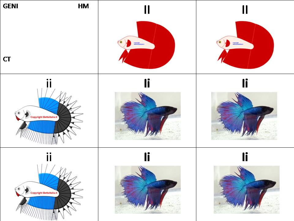 GENÉTICA DAS FORMAS DO BETTA | Bênny Bettas de Linhagem