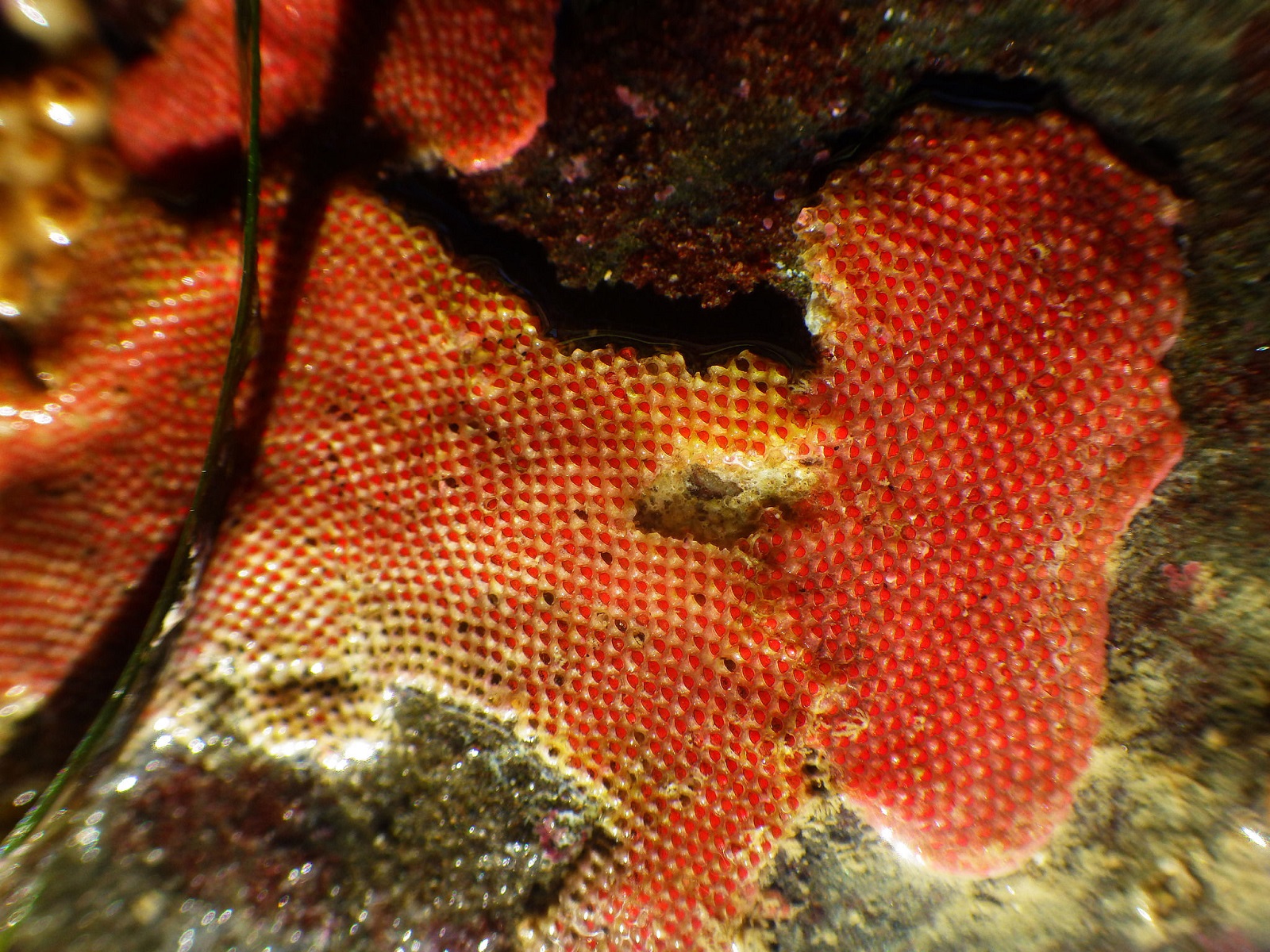 Real Monstrosities: Derby Hat Bryozoan