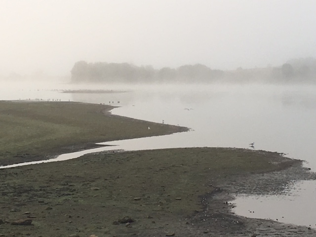 Nature in the Heart of England: Upper Wardington: return of the Golden ...