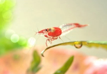 Jual Udang Red Cherry (Neocaridina Denticulata Red)