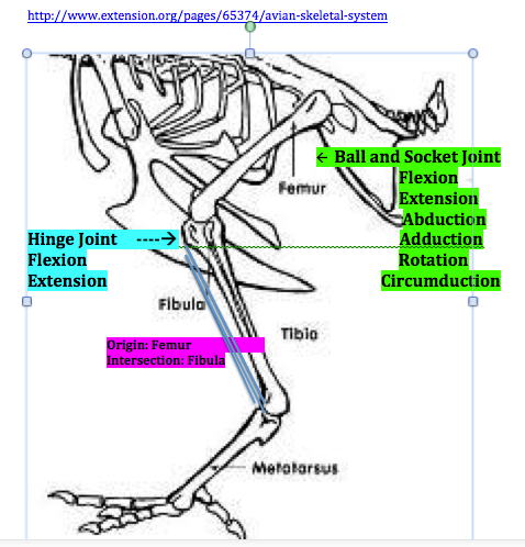 Rebekah BIO 156: Chicken Legs