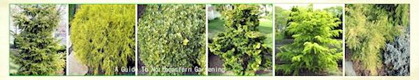 A GUIDE TO NORTHEASTERN GARDENING: Colorful Evergreens in the Landscape ...